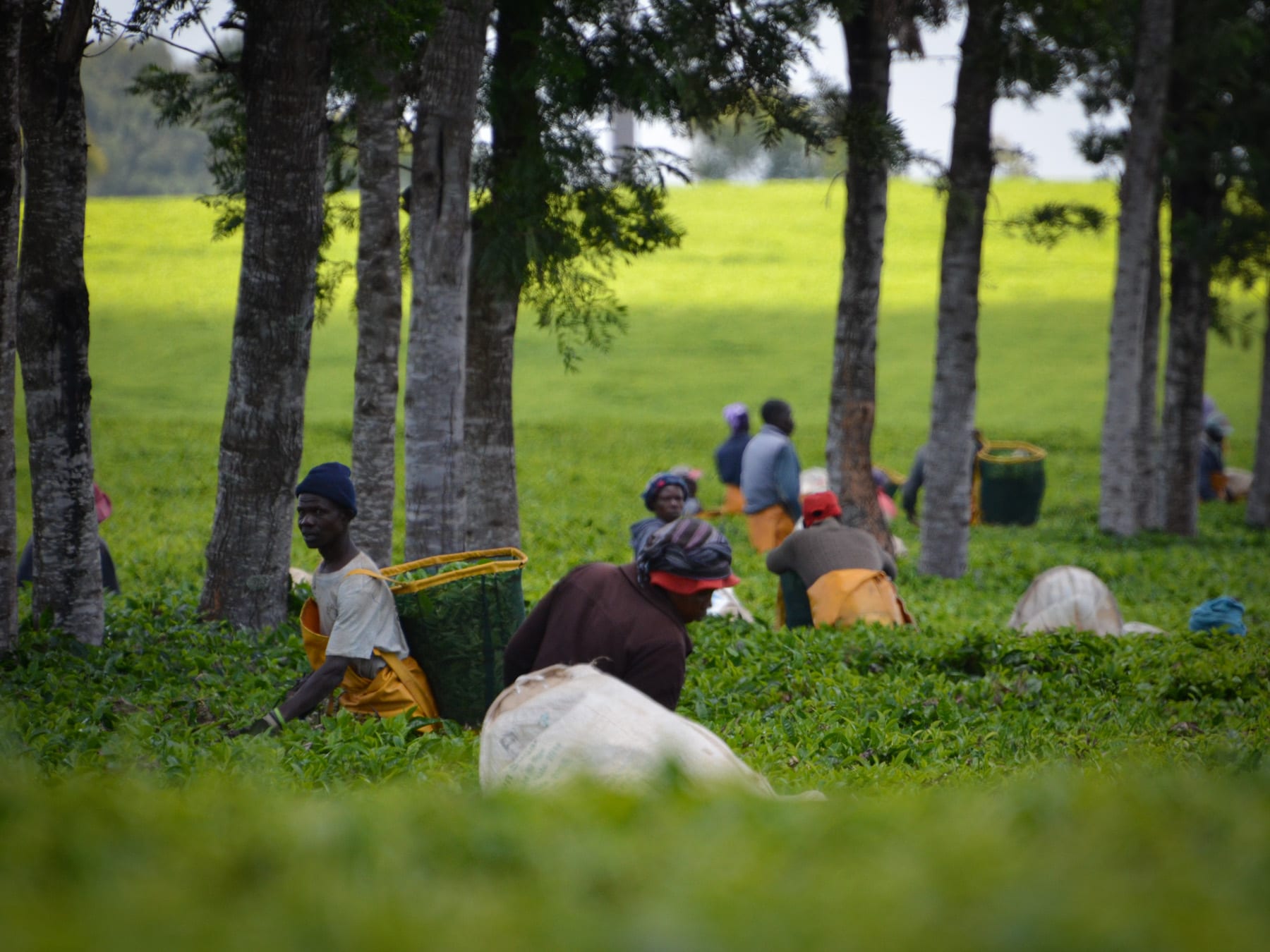 Bring a Slice of Kenya Back with You - Top Souvenir Suggestions