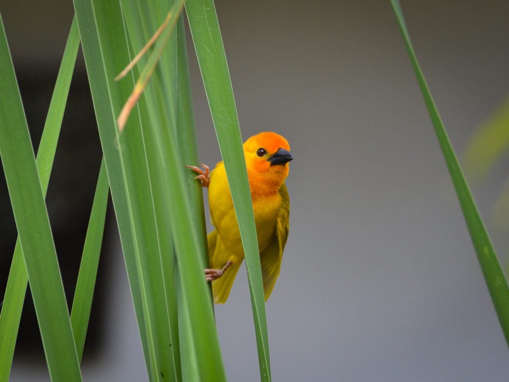 The Greatest Wildlife Stage on Earth: 13 Facts about Kenya's Natural World