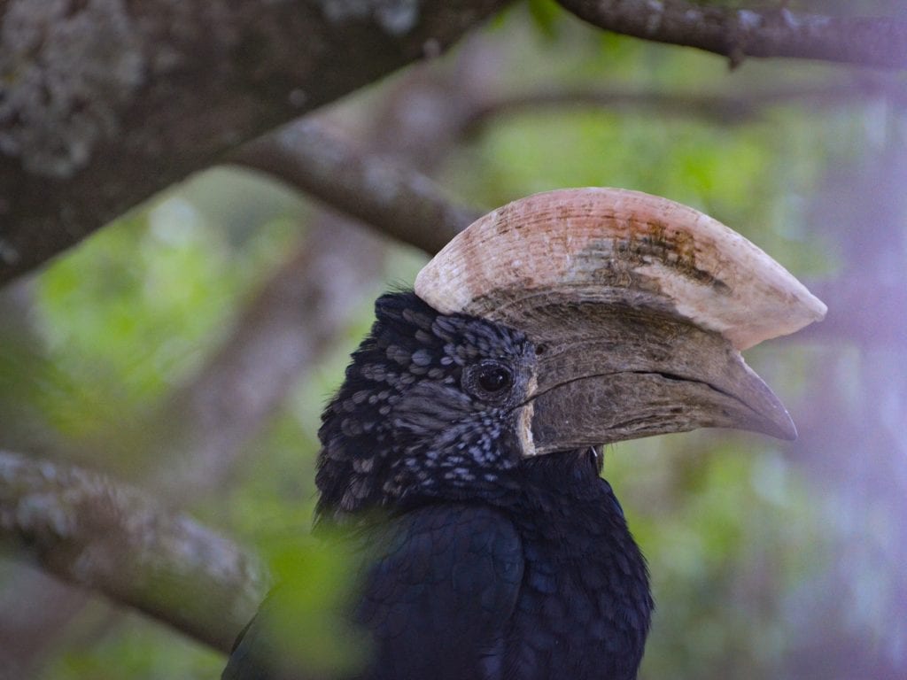 The Greatest Wildlife Stage on Earth: 13 Facts about Kenya's Natural World