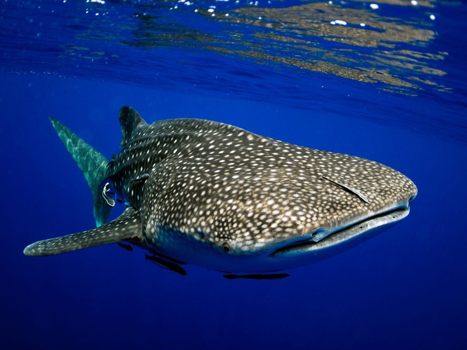 The Greatest Wildlife Stage on Earth: 13 Facts about Kenya's Natural World