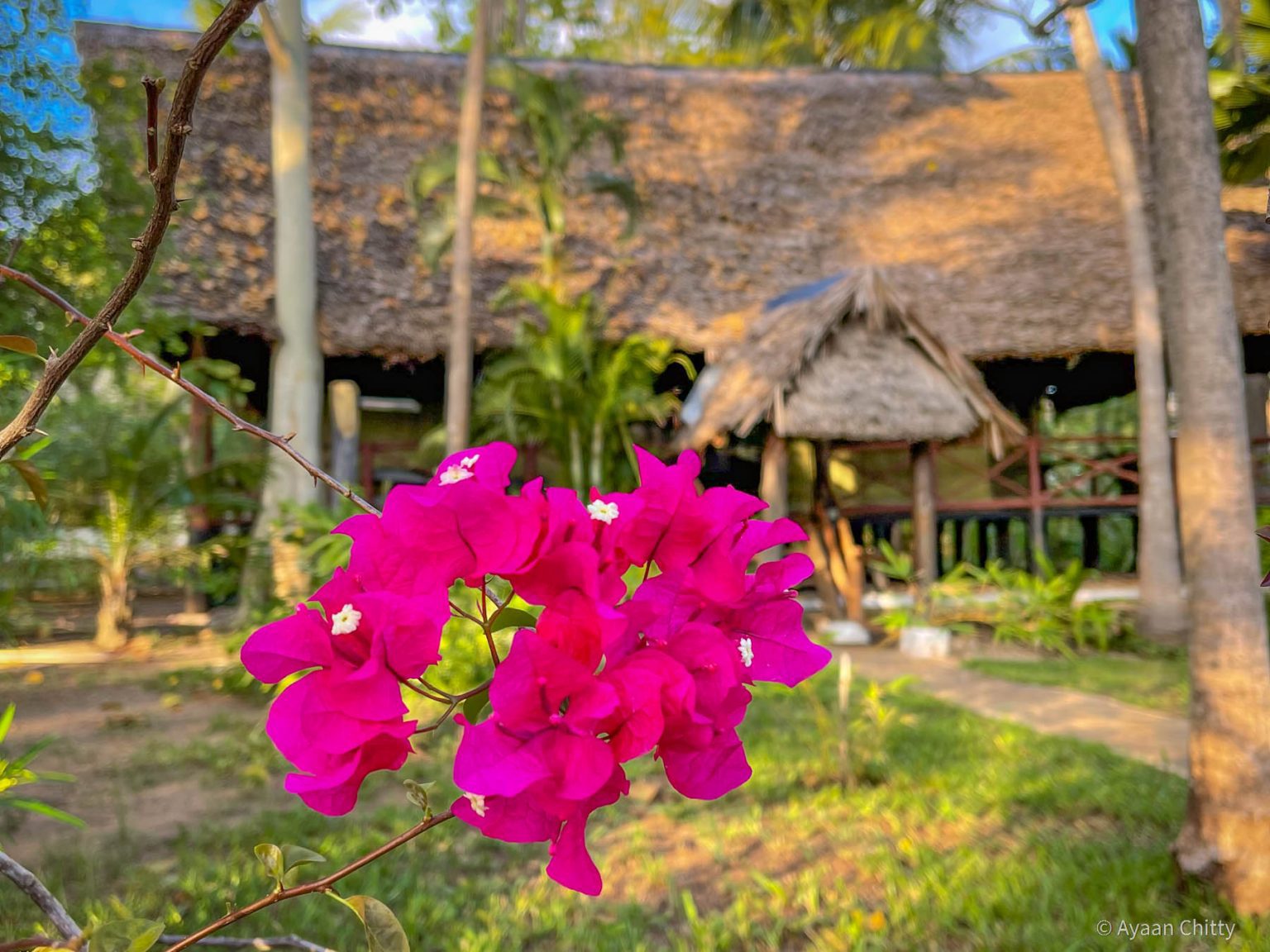 Scuba Diving in Diani, Kenya - the Best Beach in Africa!